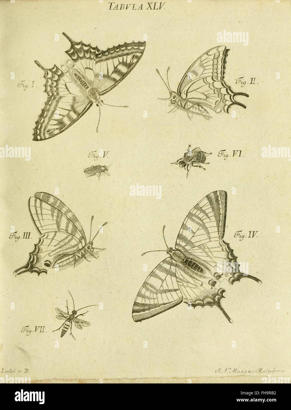 An illustrated work by Jacob Christian Shaeffer on insects around ...