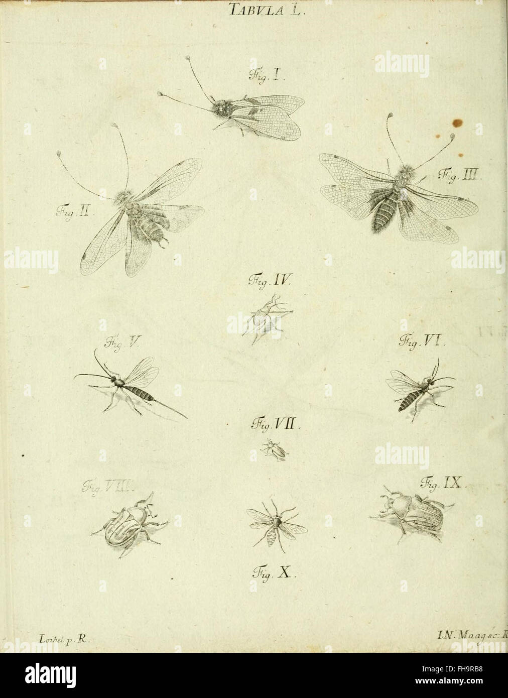 A 17th-century work by Jacob Christian Shaeffer illustrating the ...