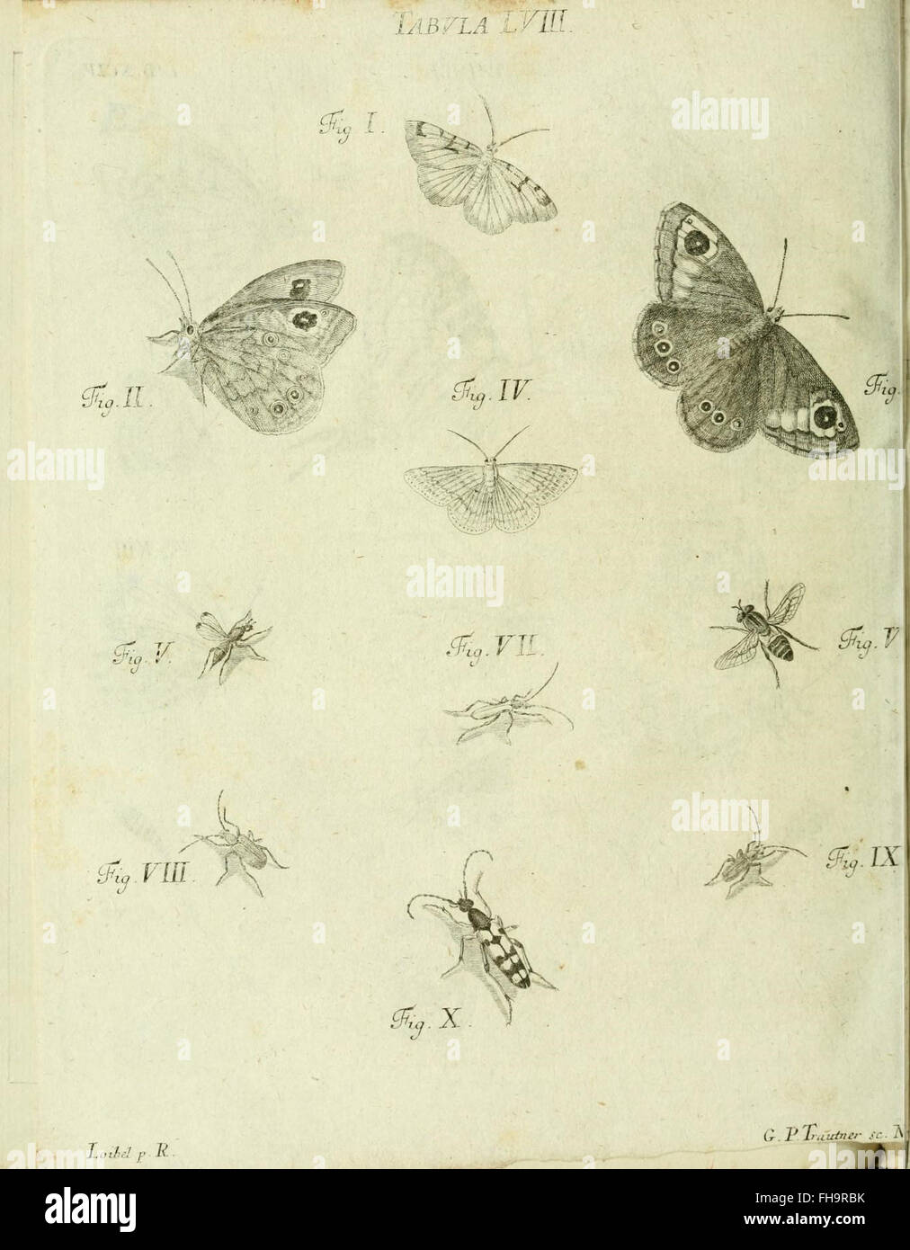 A 19th-century work by Jacob Christian Shaeffer, illustrating the ...