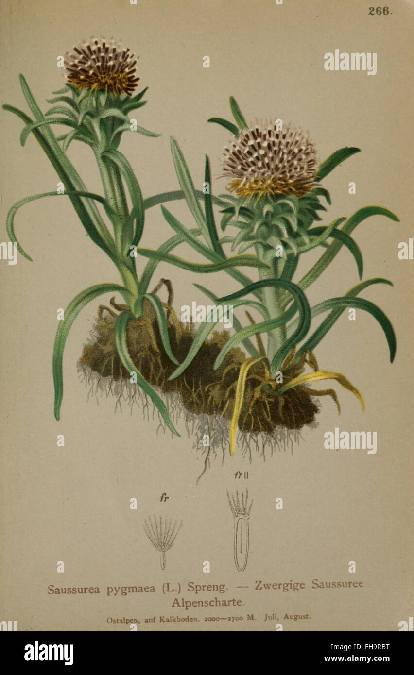 An atlas documenting the flora of the Alps, showcasing mountain plants ...