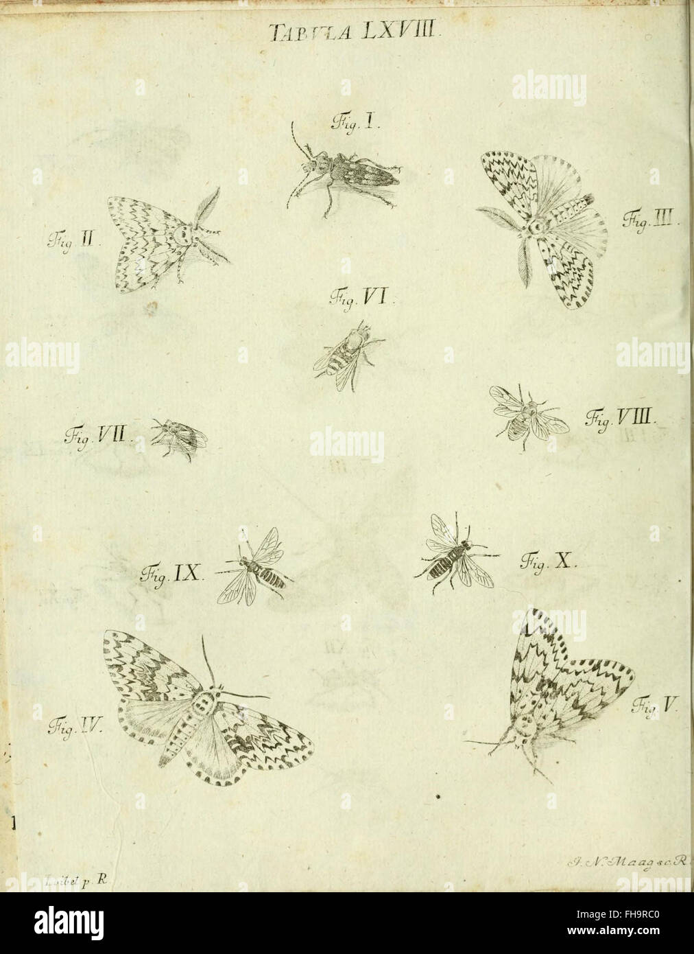 Icones Insectorum circa Ratisbonam by Jacob Christian Shaeffer, a work ...