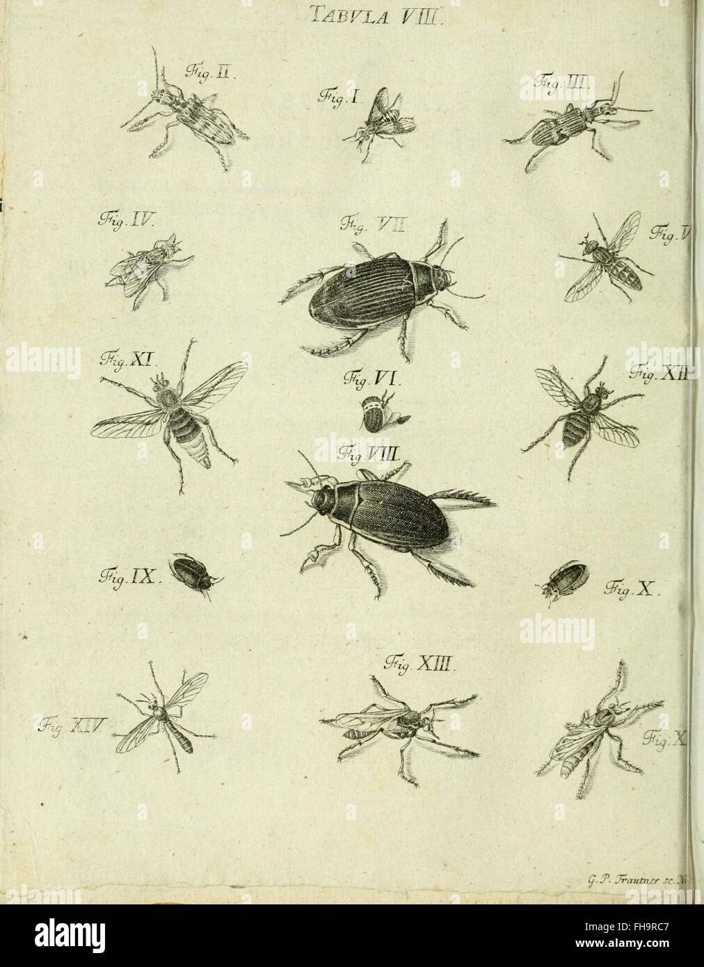A work by Jacob Christian Schaeffer, depicting and describing insects ...