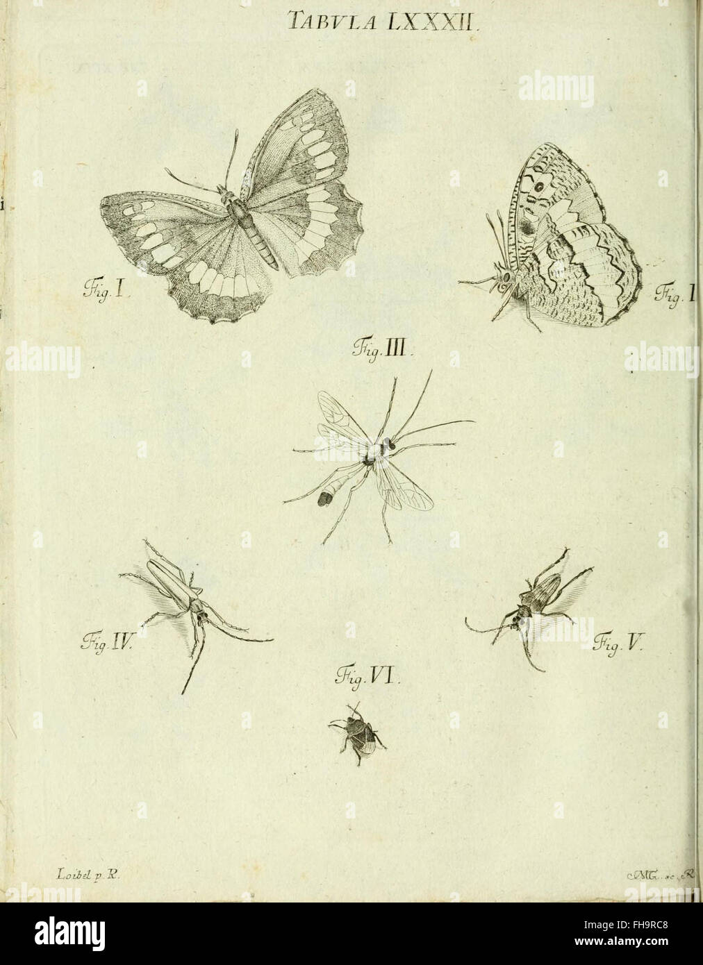 Icones Insectorum, by Jacob Christian Shaeffer, illustrating insects ...
