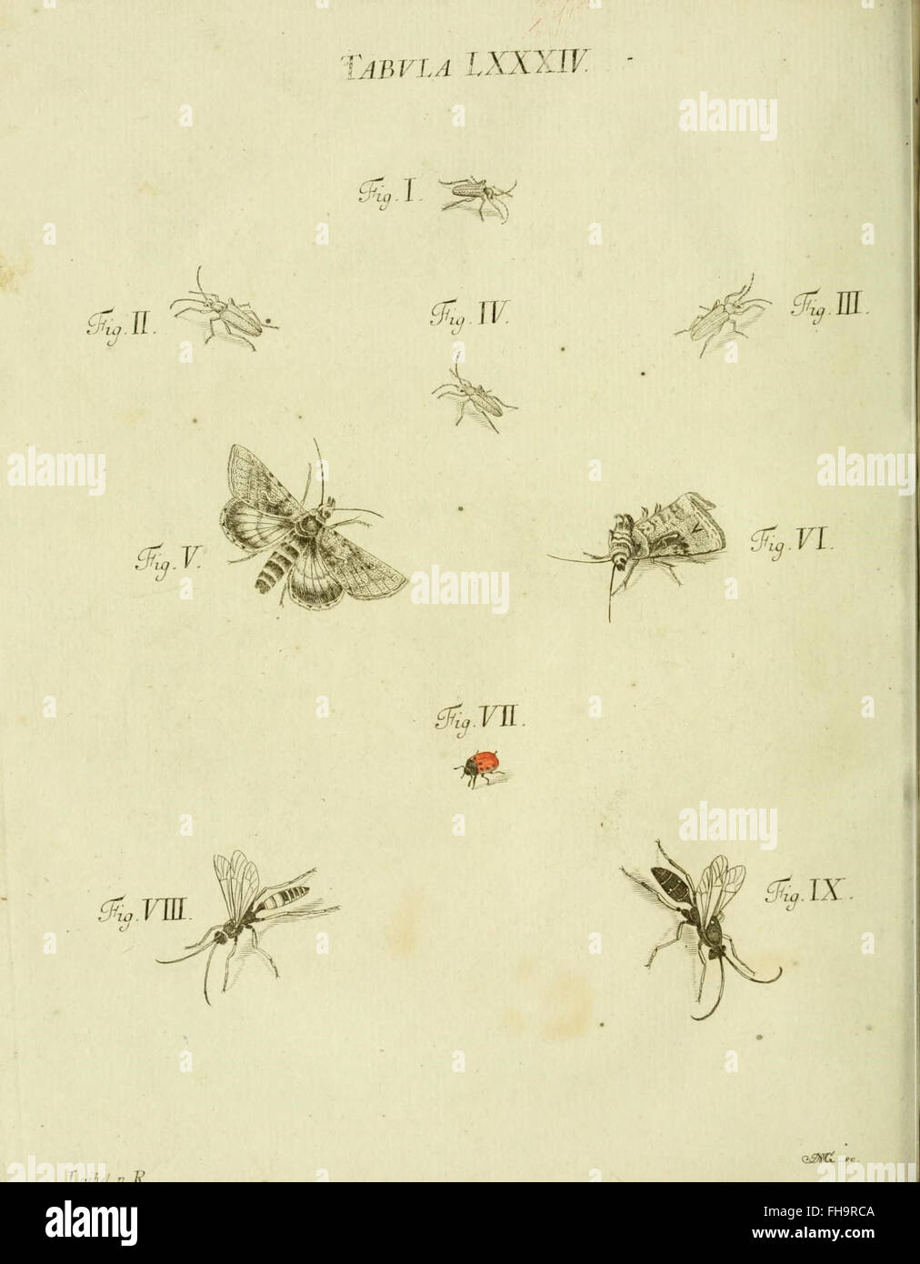 An illustrated work by Jacob Christian Shaeffer depicting insect ...