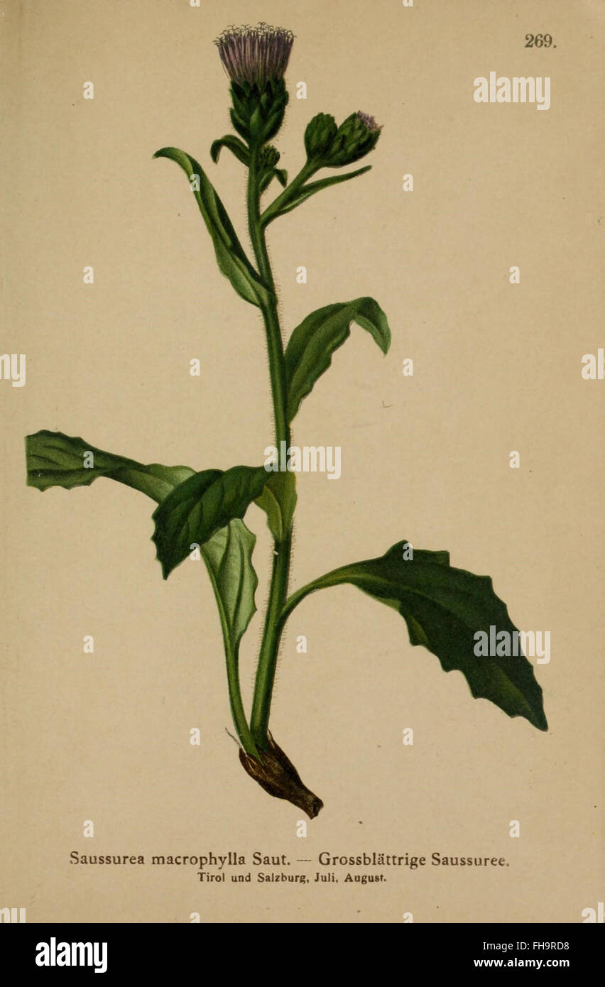 Atlas der Alpenflora, a botanical atlas of alpine plants in the Alps ...