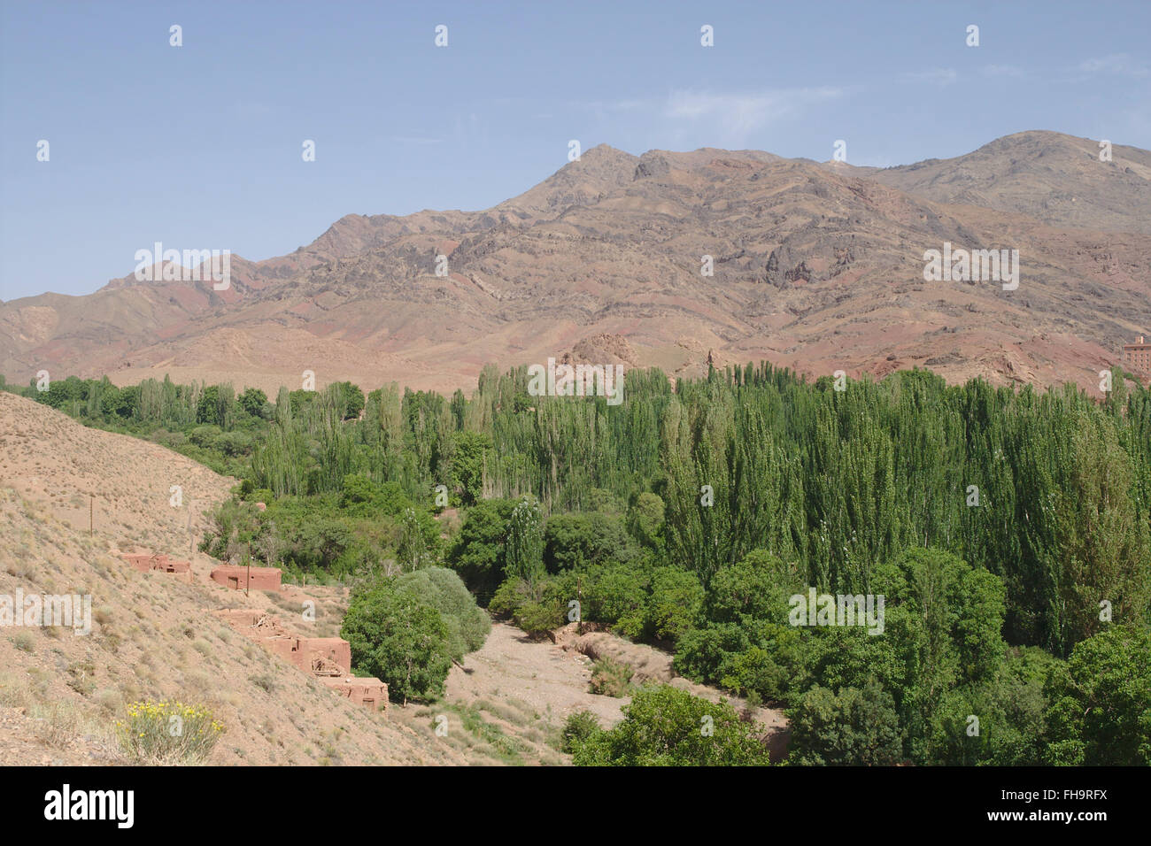 Iran trees hi-res stock photography and images - Alamy