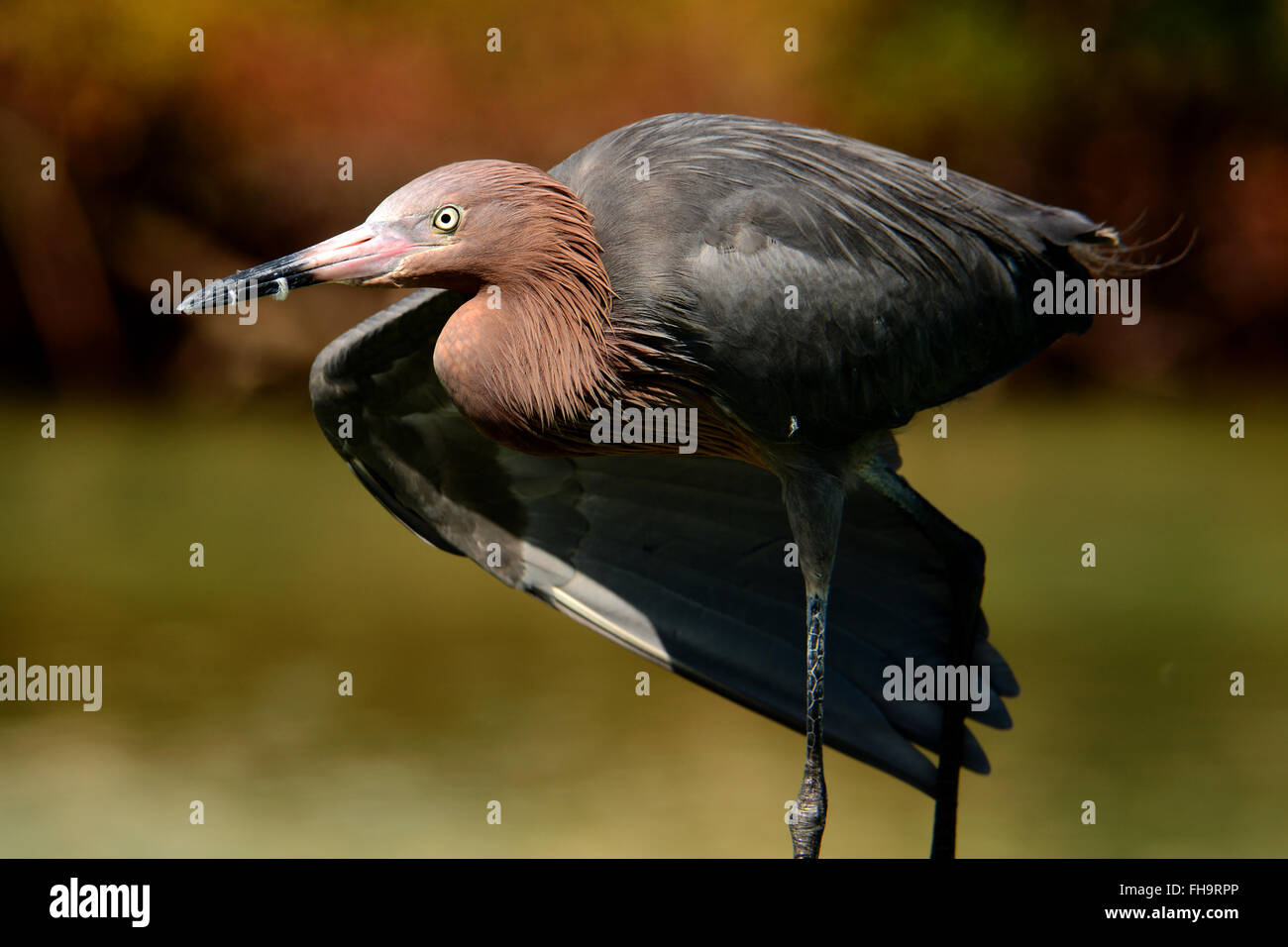Bird stretching wings hi-res stock photography and images - Alamy