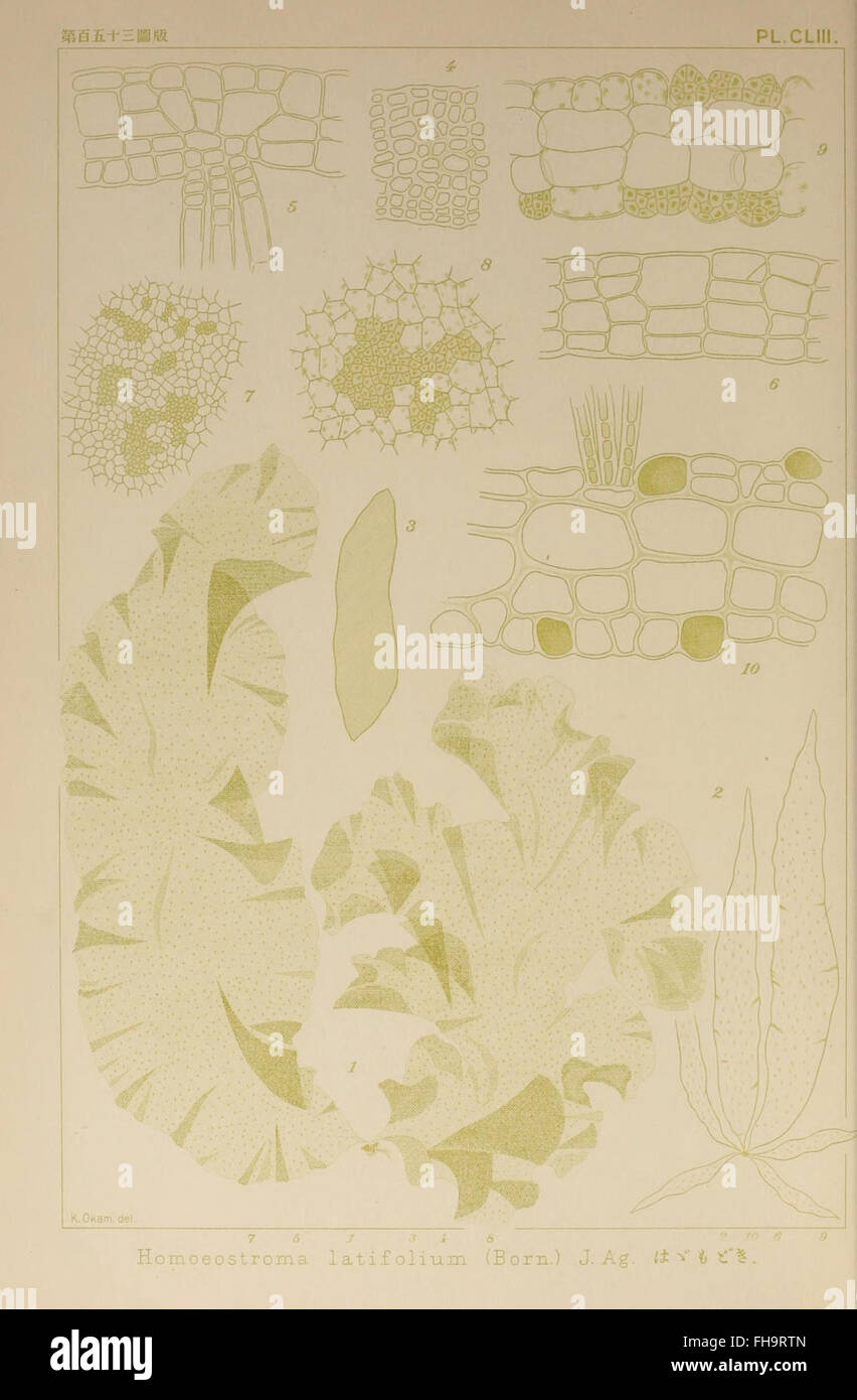 Detailed study of various types of marine algae hi-res stock ...