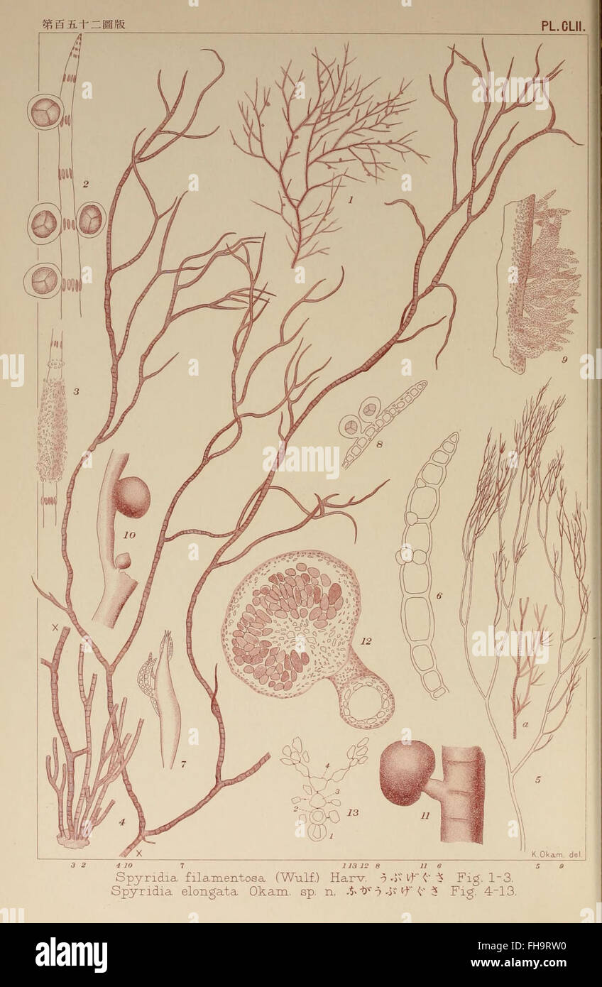 A detailed collection of illustrations and studies on Japanese algae ...