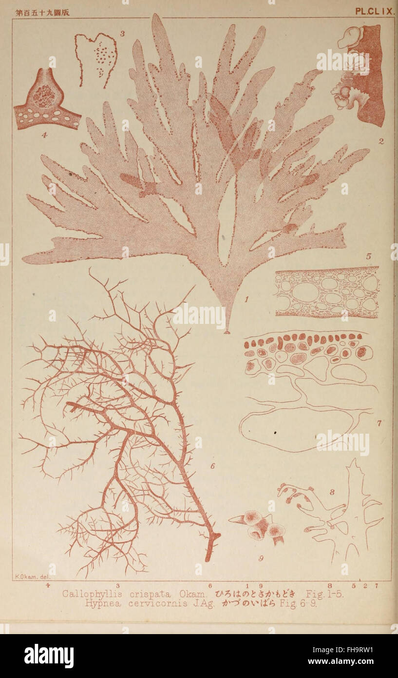 Illustrations of Japanese algae, showcasing the diversity and beauty of ...
