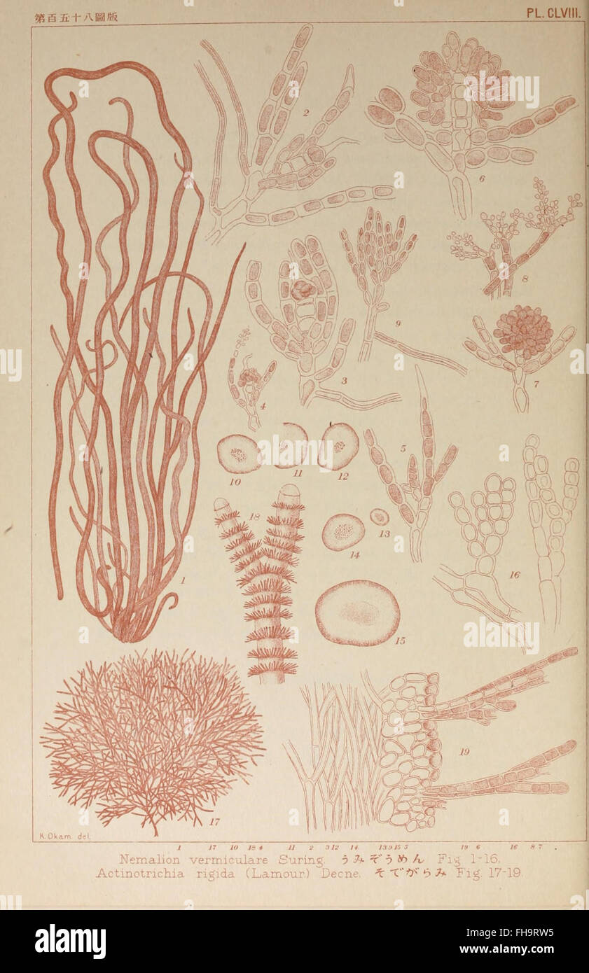 These botanical illustrations from Japan focus on algae species ...