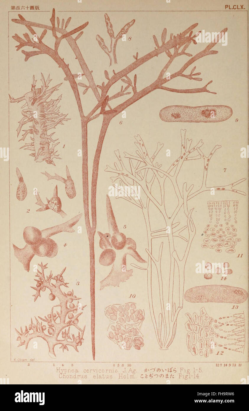 A collection of illustrated works depicting Japanese algae species ...