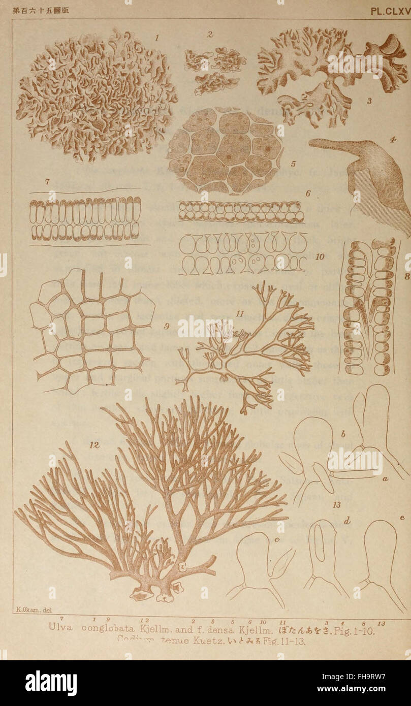 Algae botany japan mblwhoi library hi-res stock photography and images ...