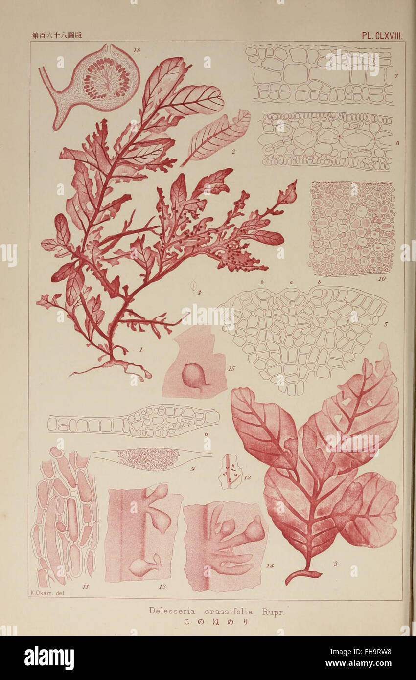 A pictorial work documenting Japanese algae species, focusing on their ...