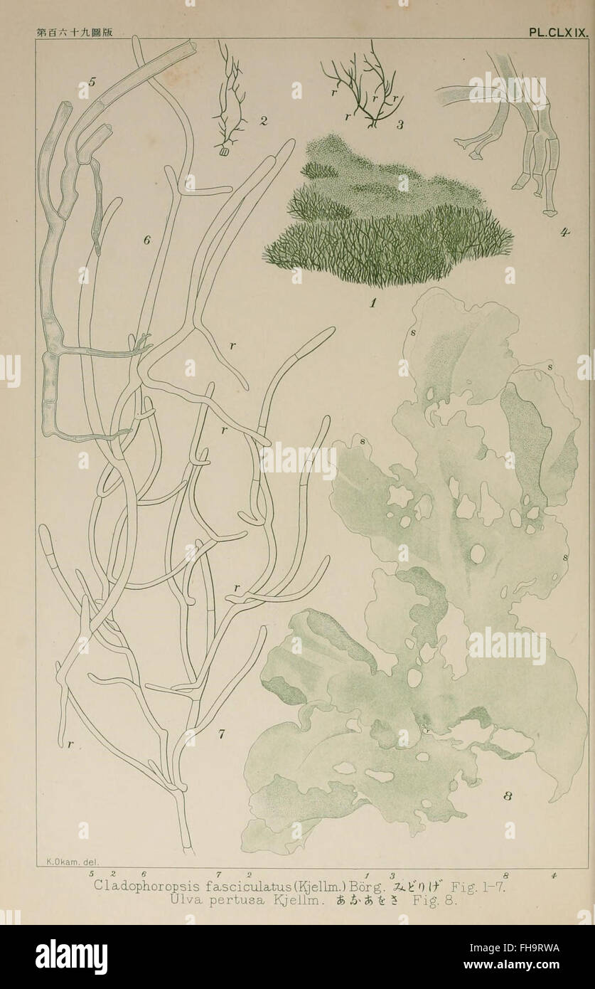 Japan algae botany pictorial works woods hole hi-res stock photography ...
