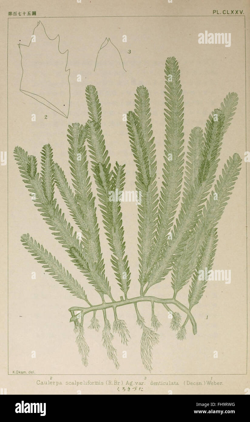 Algae botany japan mblwhoi library hi-res stock photography and images ...
