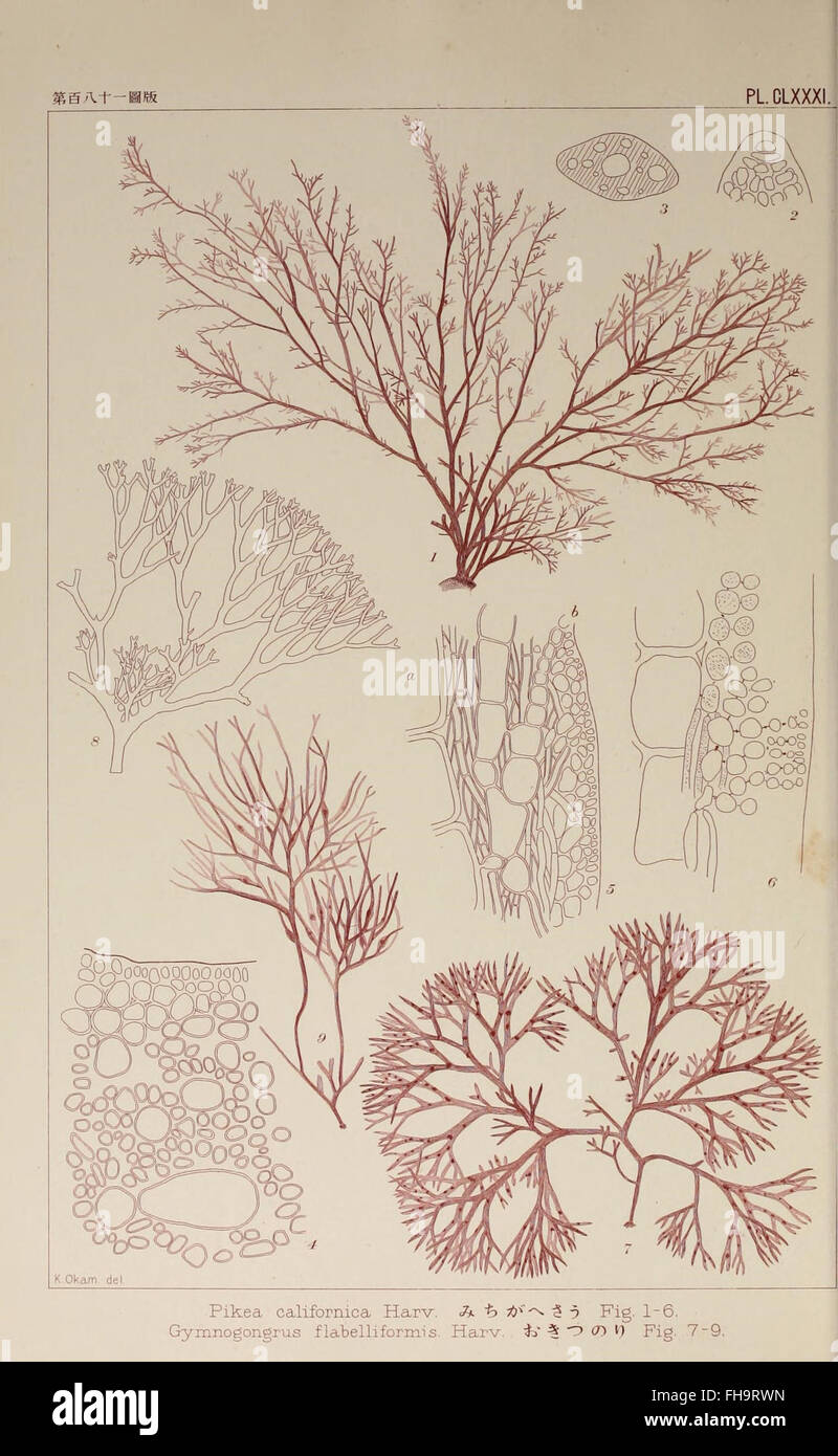 Algae botany japan mblwhoi library hi-res stock photography and images ...