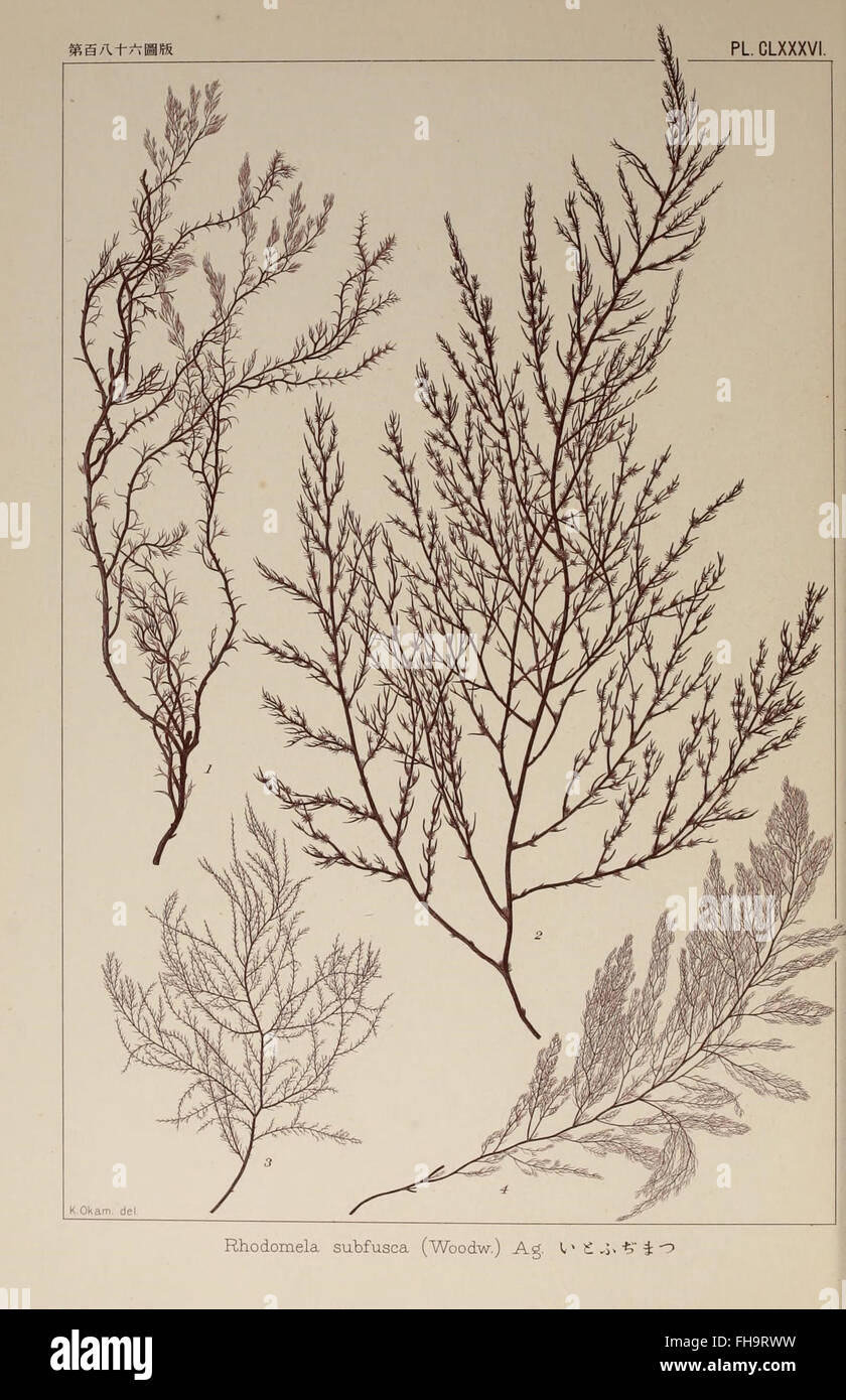 Icones of Japanese Algae, an illustrated guide to the algae species of ...