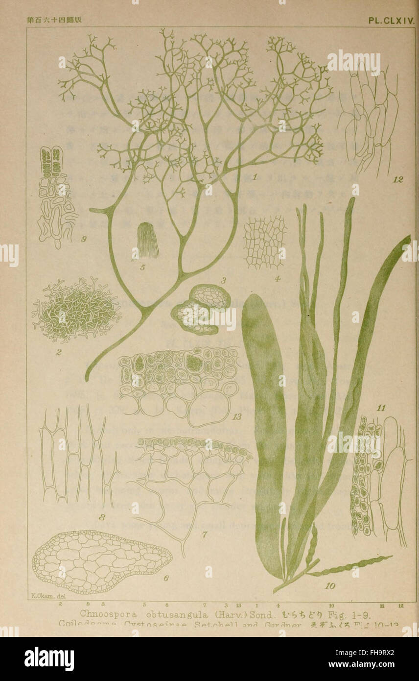 Icones of Japanese algae, Algae, Botany, Japan, MBLWHOI Library, Woods ...