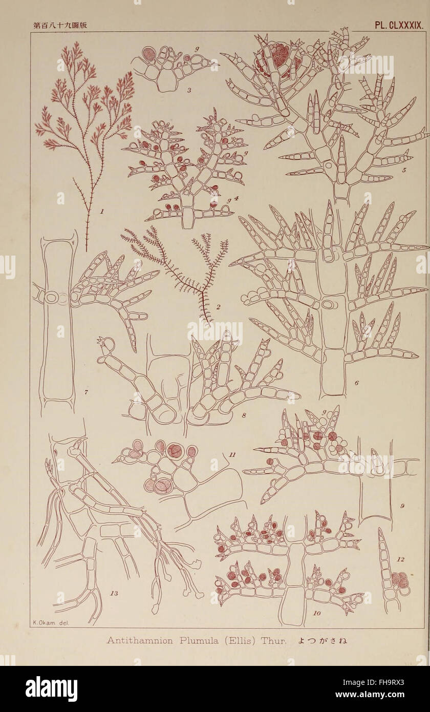 A collection of illustrations and studies on Japanese algae, held in ...