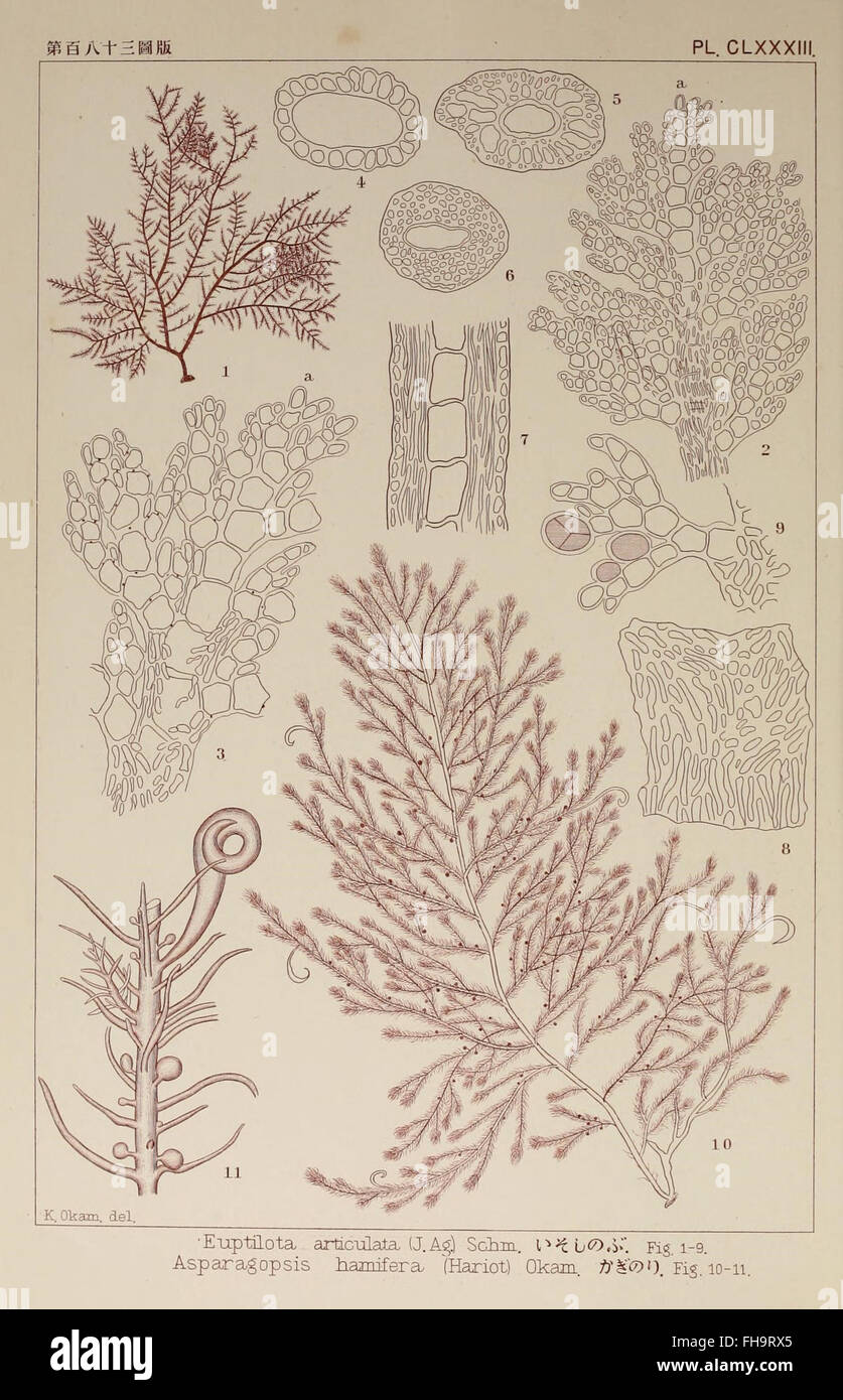 Icones of Japanese algae, Algae, Botany, Japan, MBLWHOI Library, Woods ...