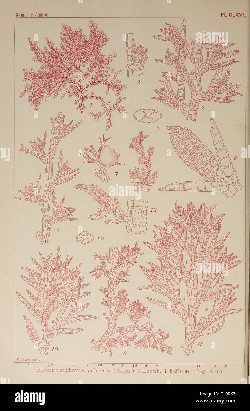 Icones of Japanese algae, Algae Botany Japan MBLWHOI Library, Woods ...