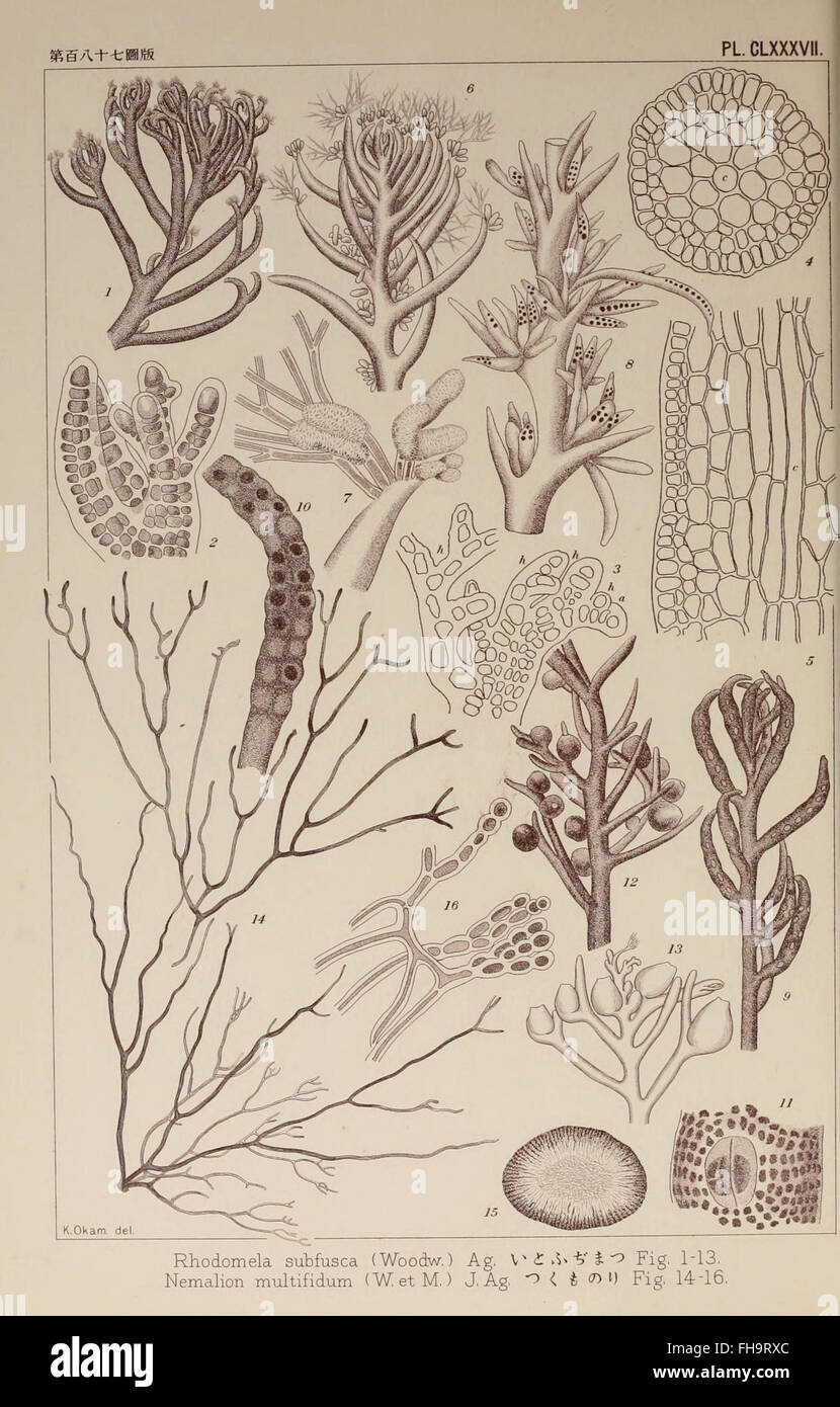 Algae botany japan mblwhoi library hi-res stock photography and images ...