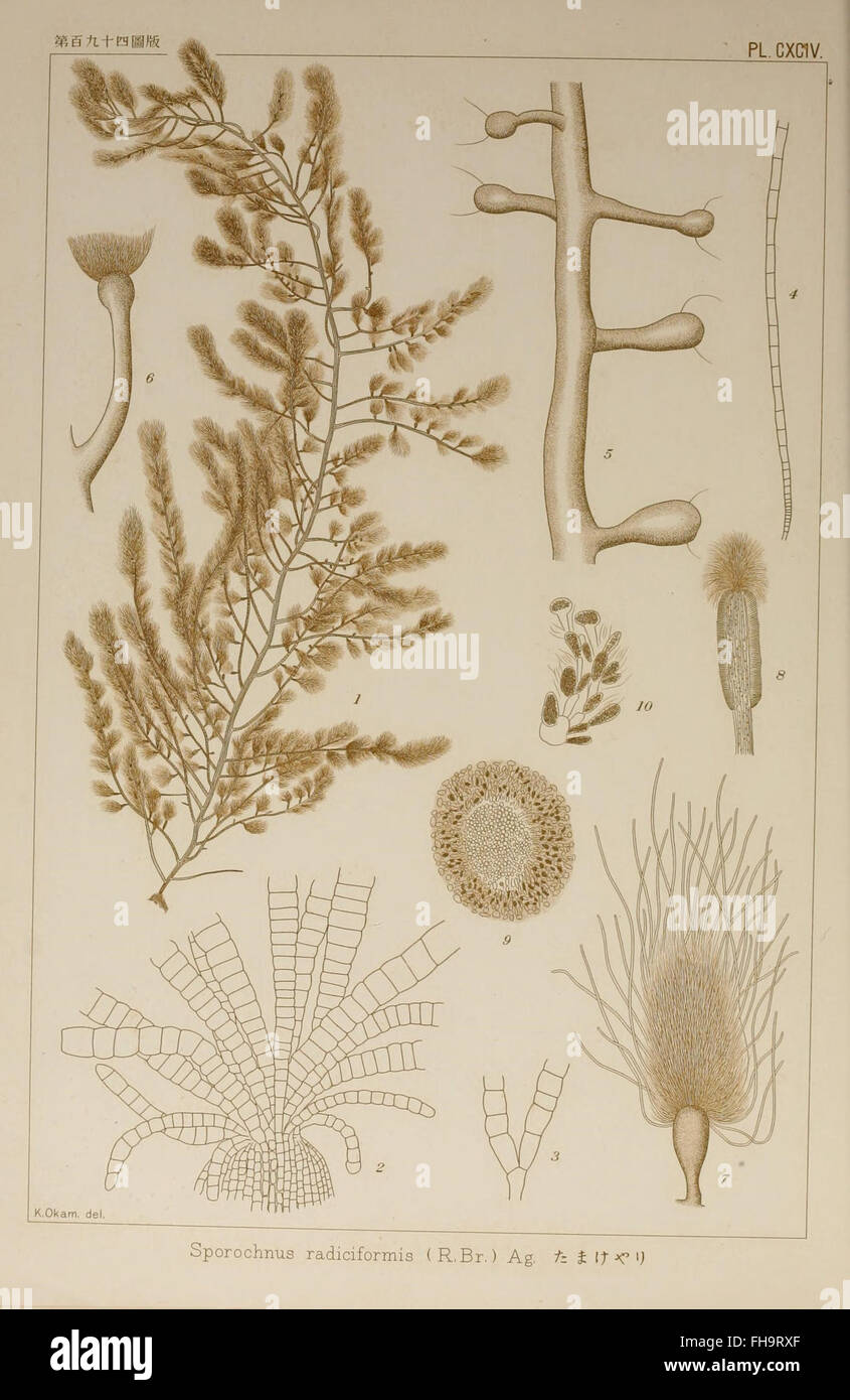 a collection of pictorial works depicting Japanese algae, housed in the ...
