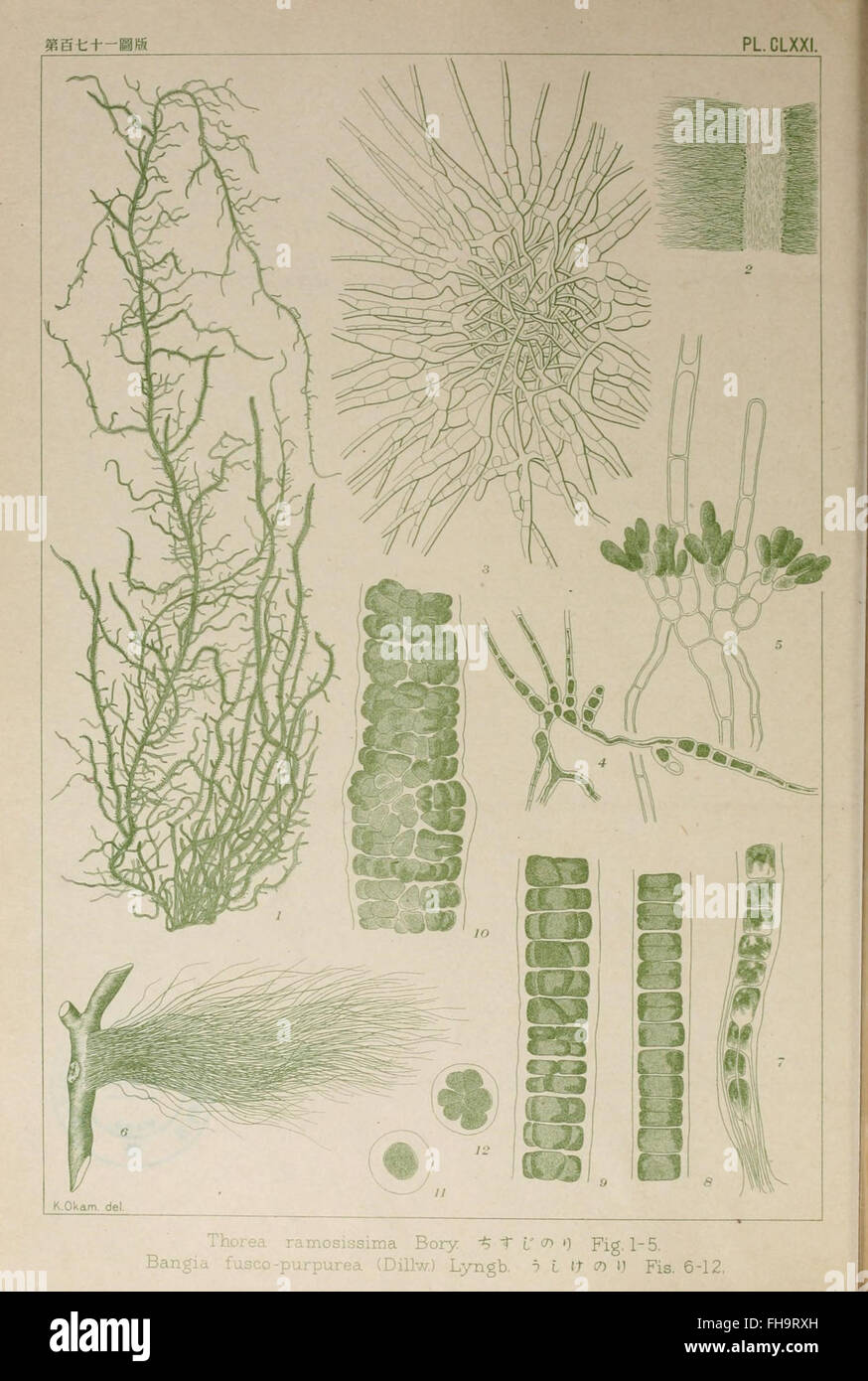 Icones of Japanese Algae - Algae Botany of Japan (MBLWHOI Library ...