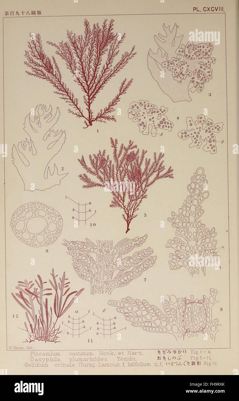 A detailed visual study of Japanese algae, featuring illustrations of ...
