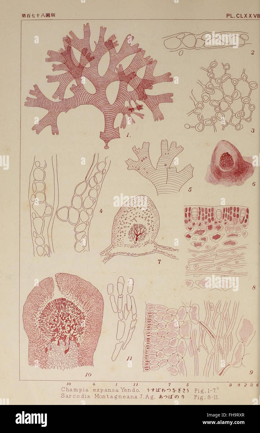 Icones of Japanese algae, a detailed botanical work documenting the ...