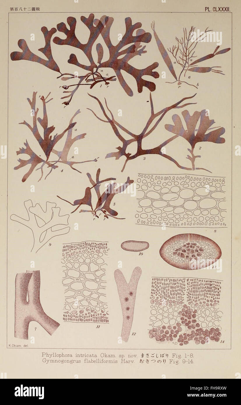 A pictorial work showcasing various species of Japanese algae ...