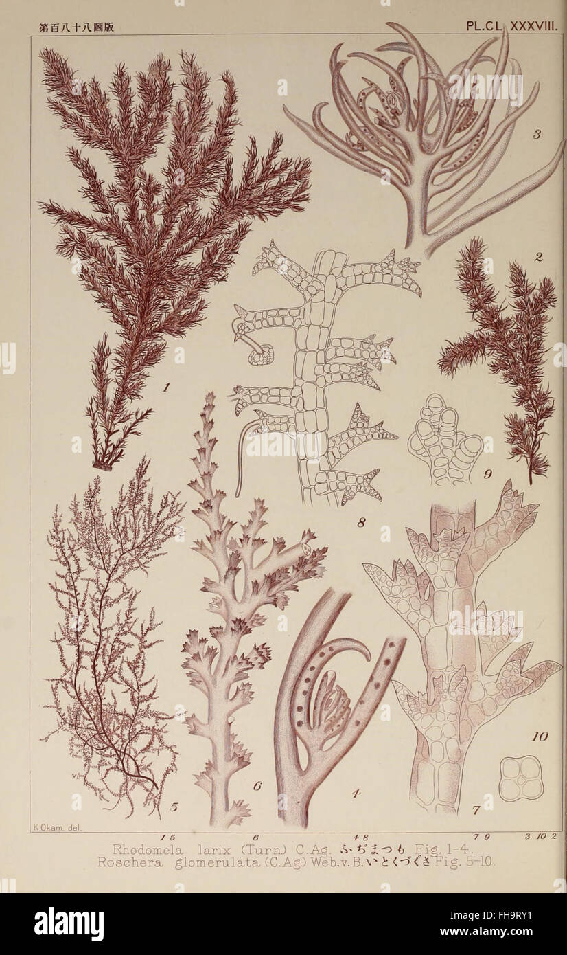 Algae botany japan mblwhoi library hi-res stock photography and images ...