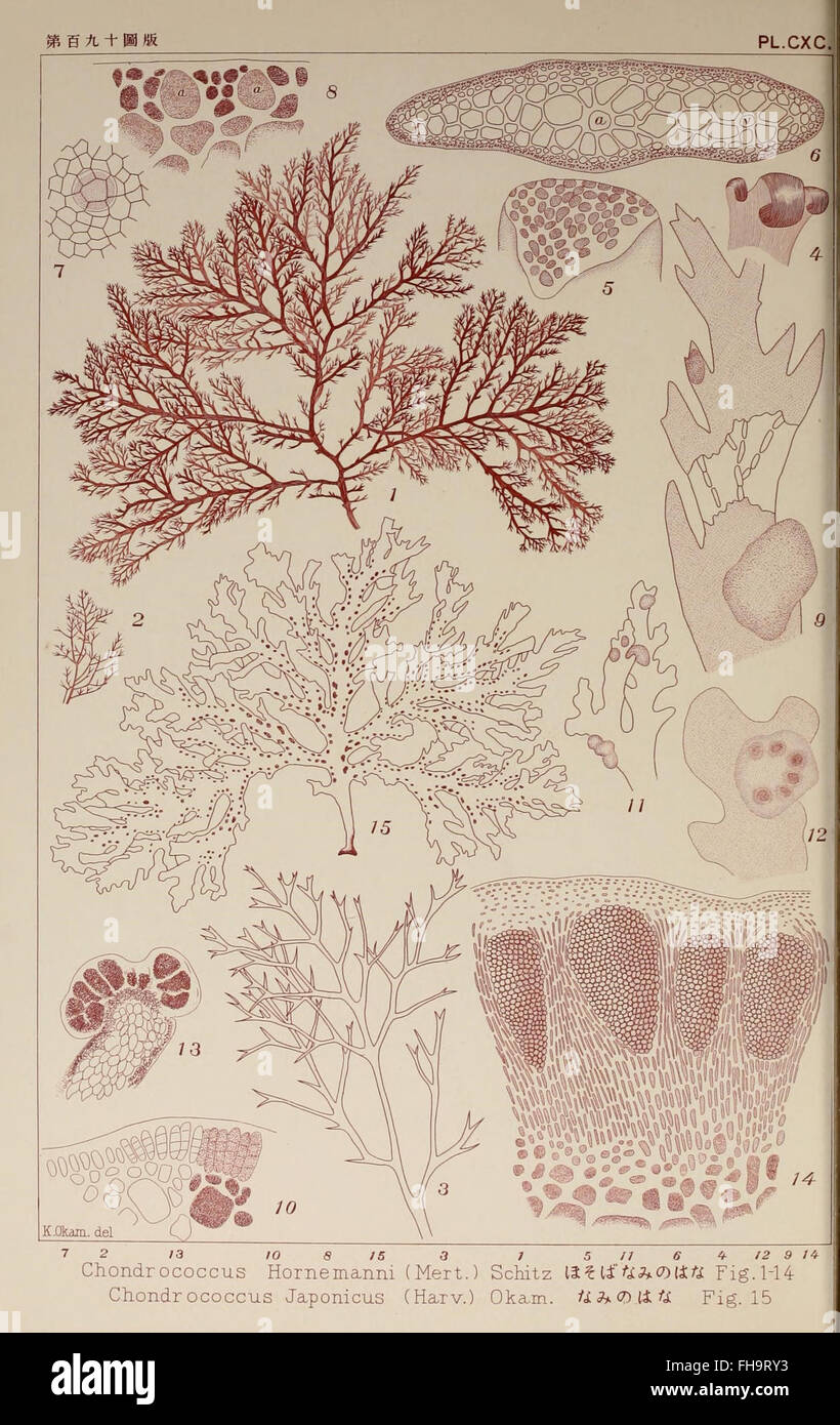 An illustrated guide to Japanese algae, showcasing various species and ...