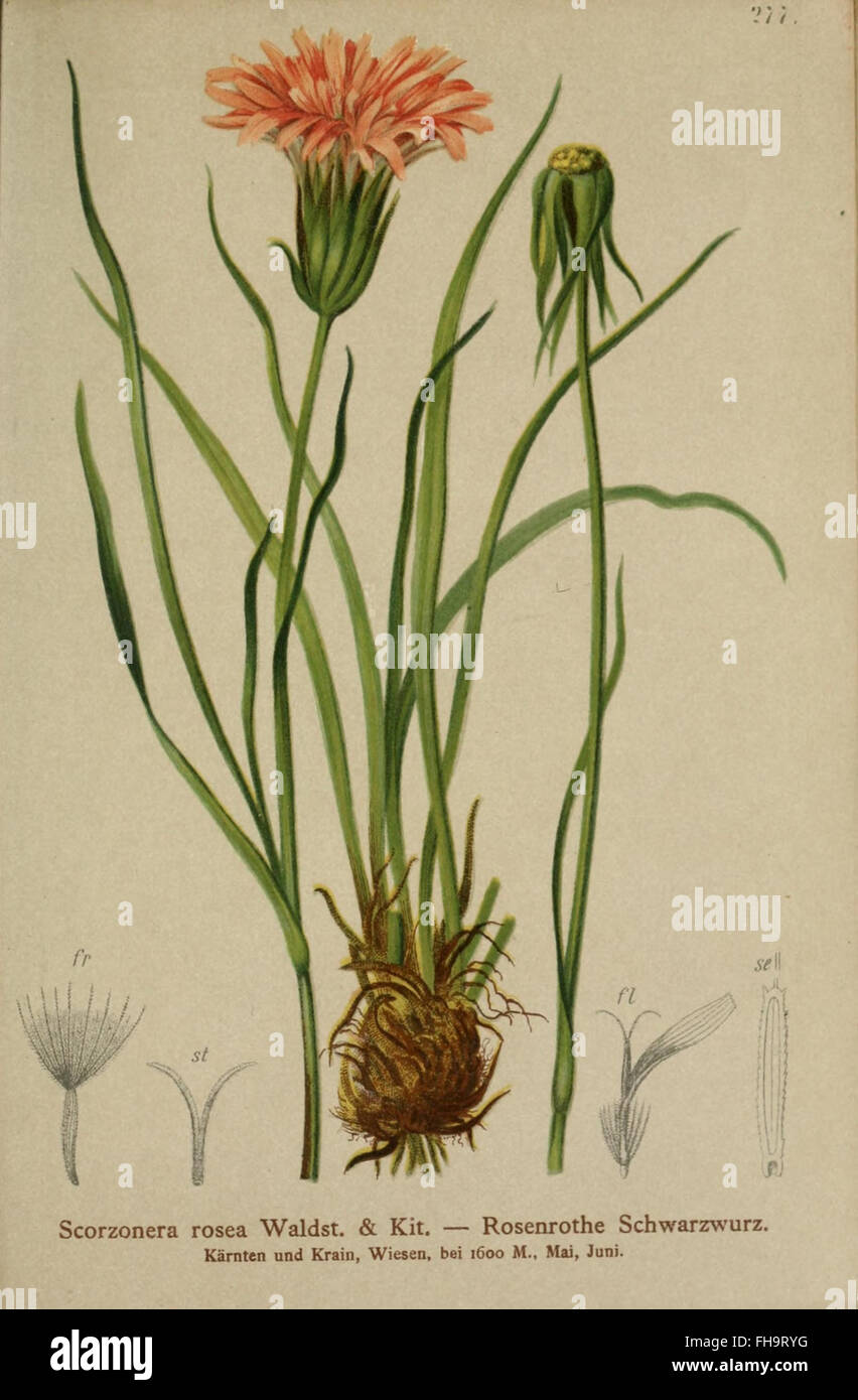 An atlas documenting the flora of the Alps, showcasing various plant ...