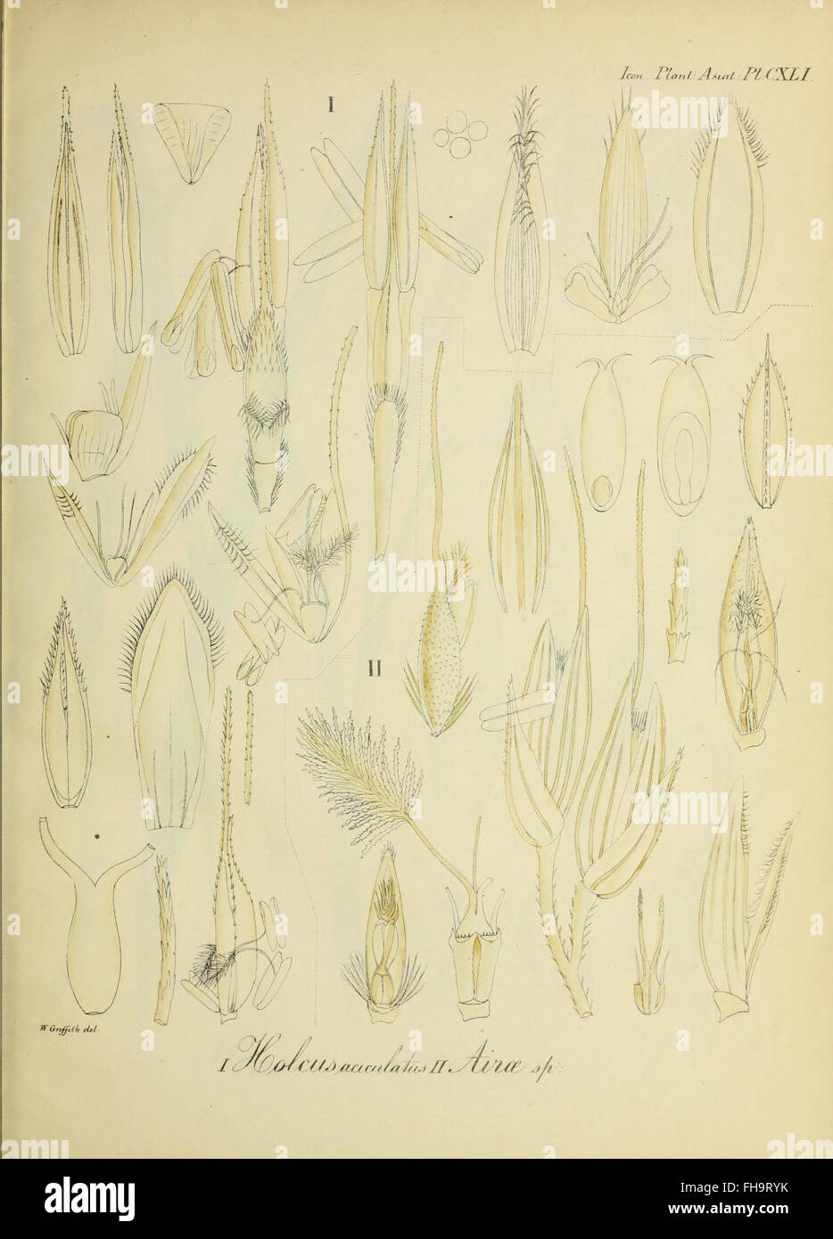 Illustrations of Asian plants from the Harvard University Botany ...