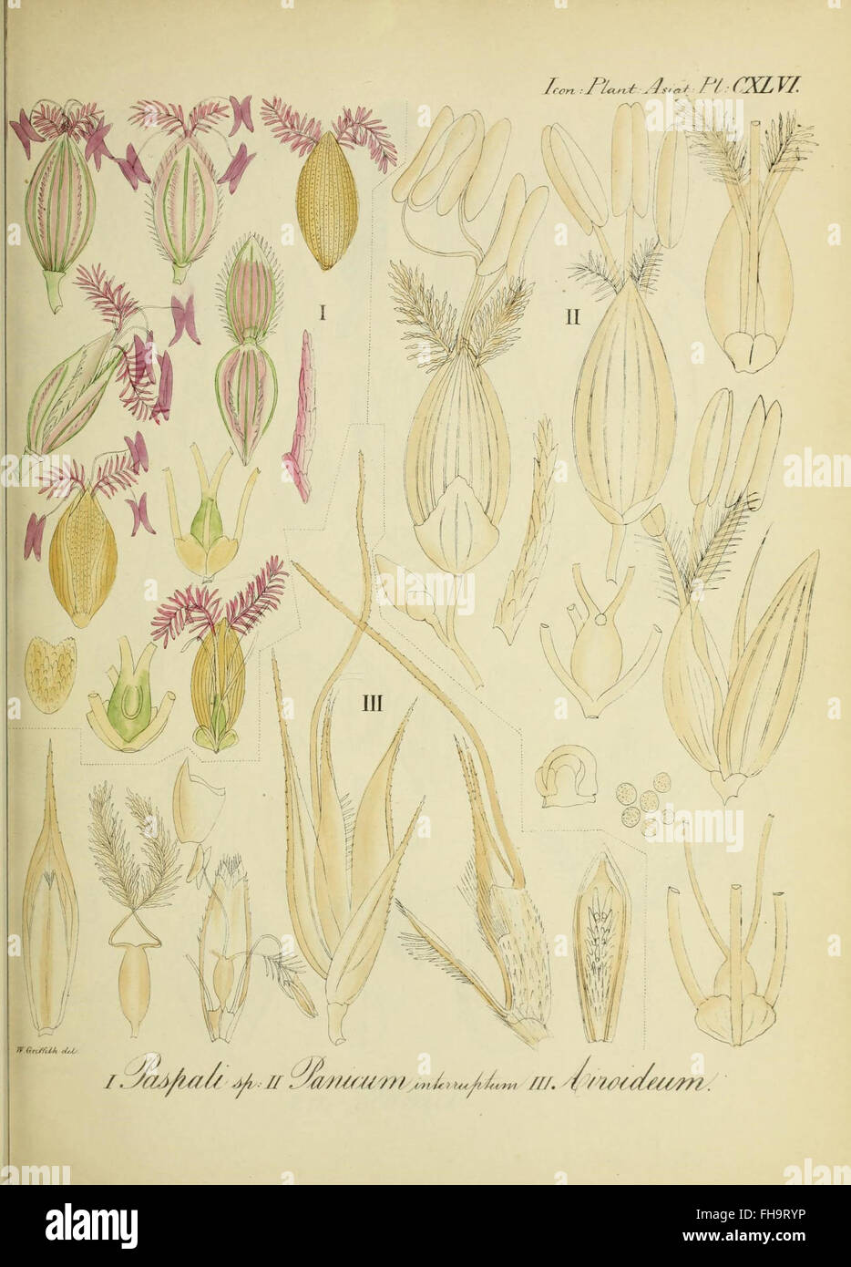 A botanical work featuring the flora of Asia, with detailed ...