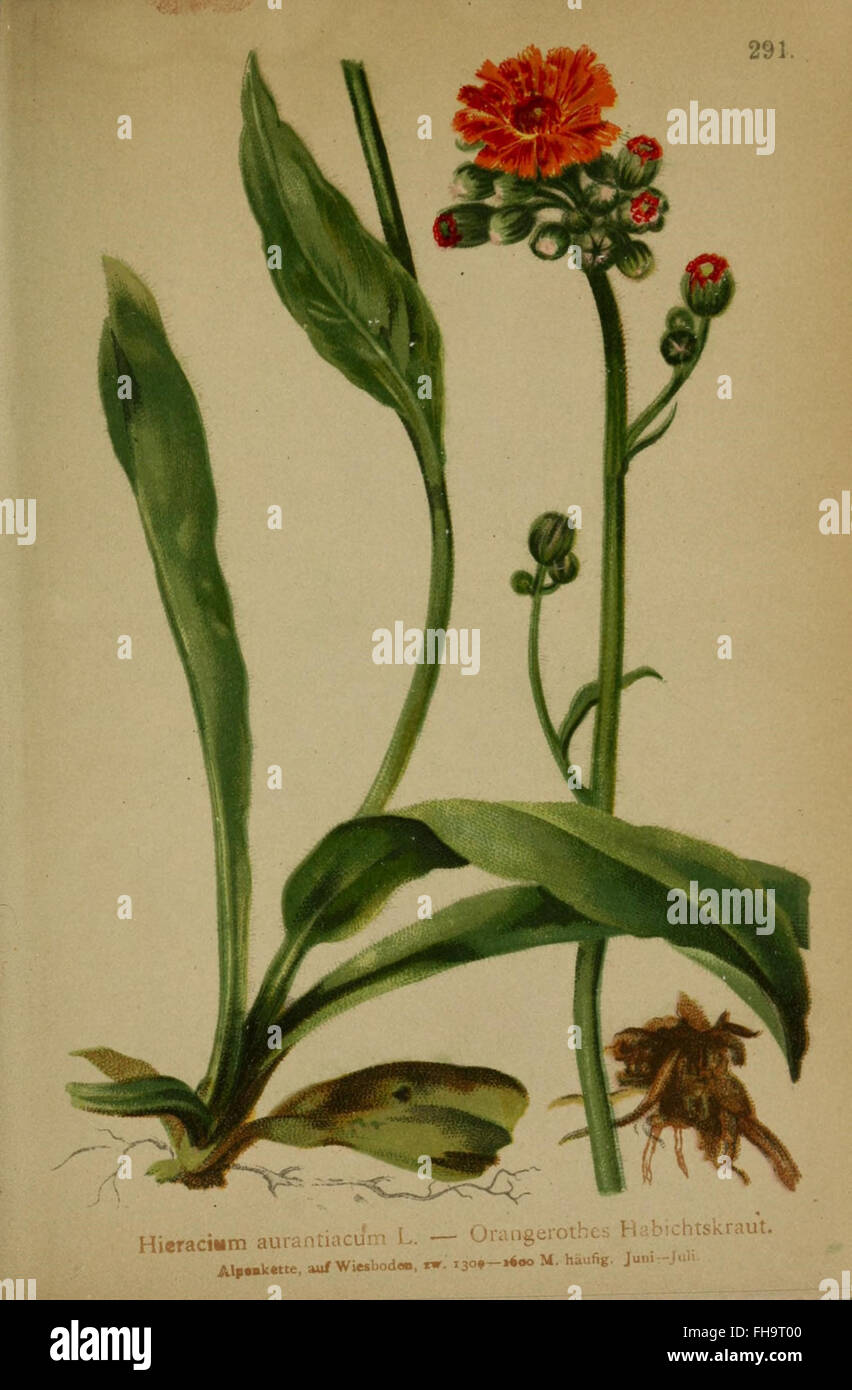 An atlas of alpine flora, documenting the plants of the Alps and their ...