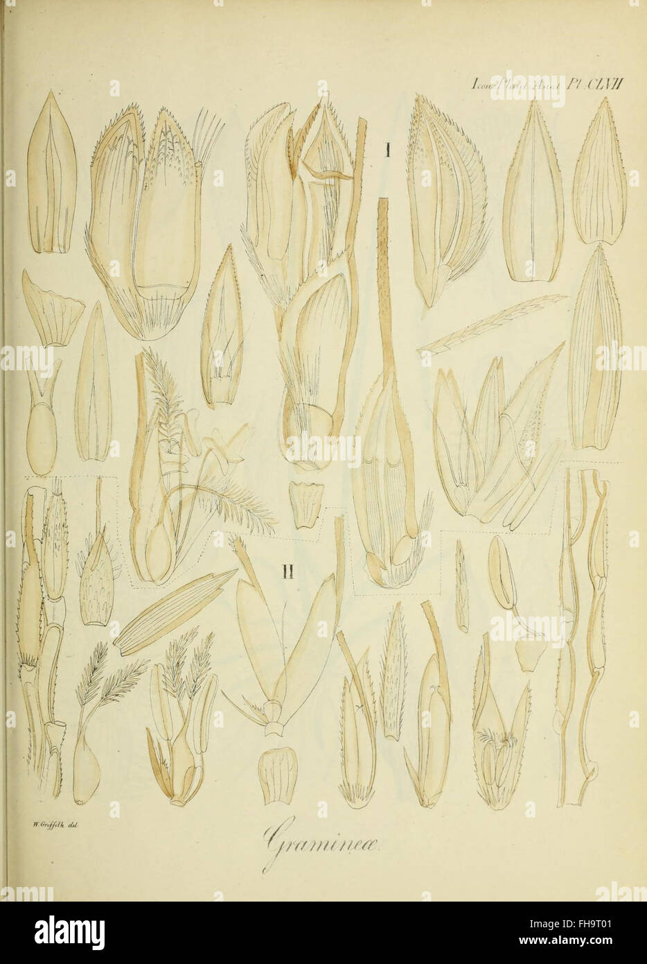 Icones plantarum asiaticarum, Asia Botany Harvard University Botany ...