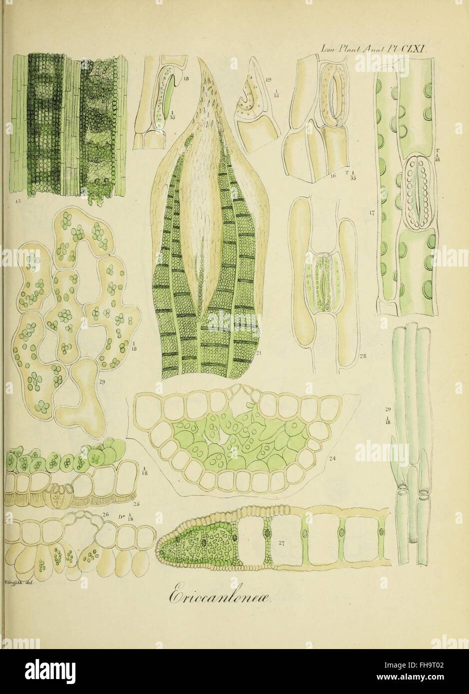 Icones plantarum asiaticarum, Asia, Botany, Harvard University Botany ...