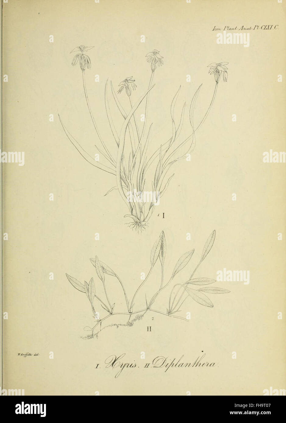 A botanical collection of Asian plants, documenting a variety of plant ...
