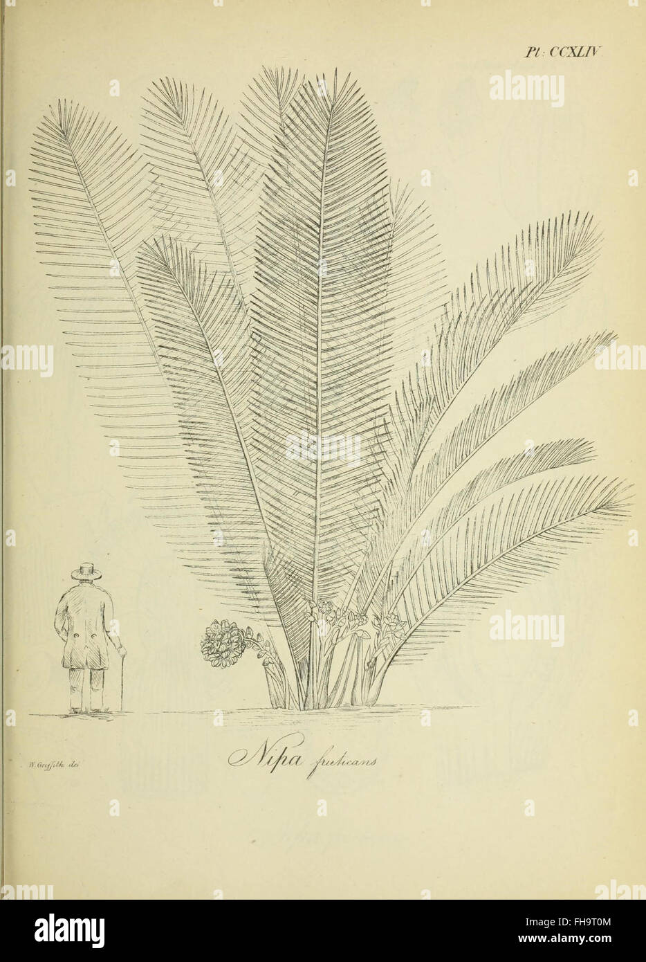 A botanical reference work depicting various plant species from Asia ...