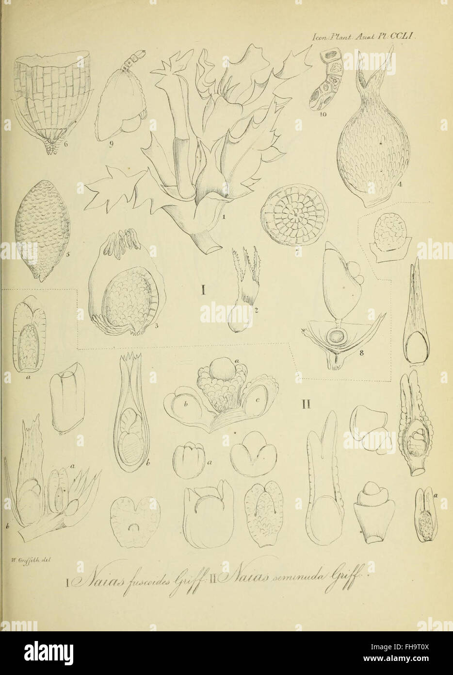 An illustrated botanical work documenting plant species native to Asia ...