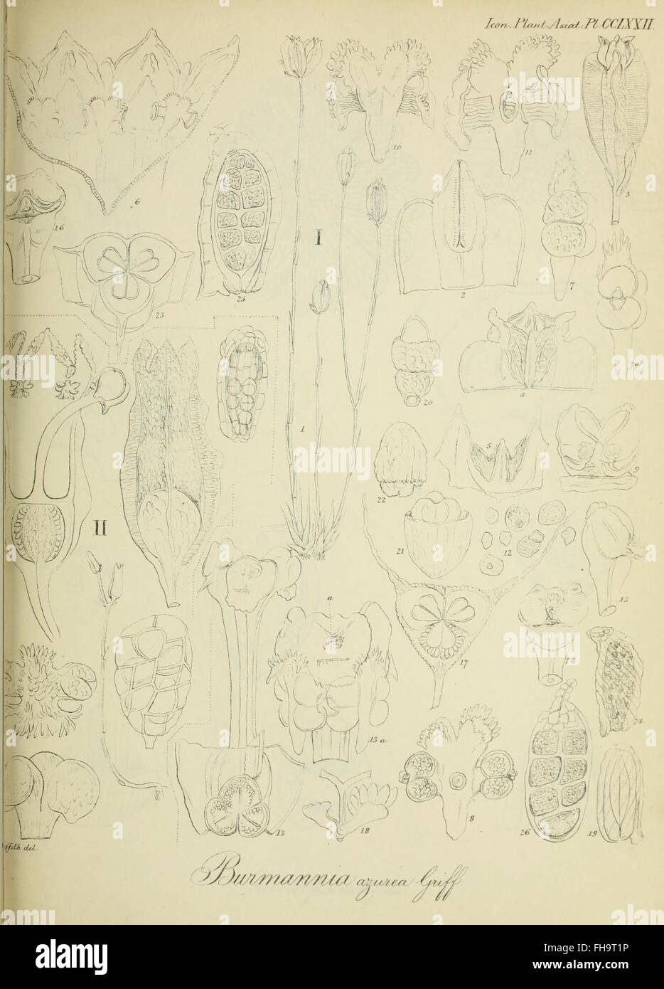 A comprehensive botanical work featuring the flora of Asia, housed in ...