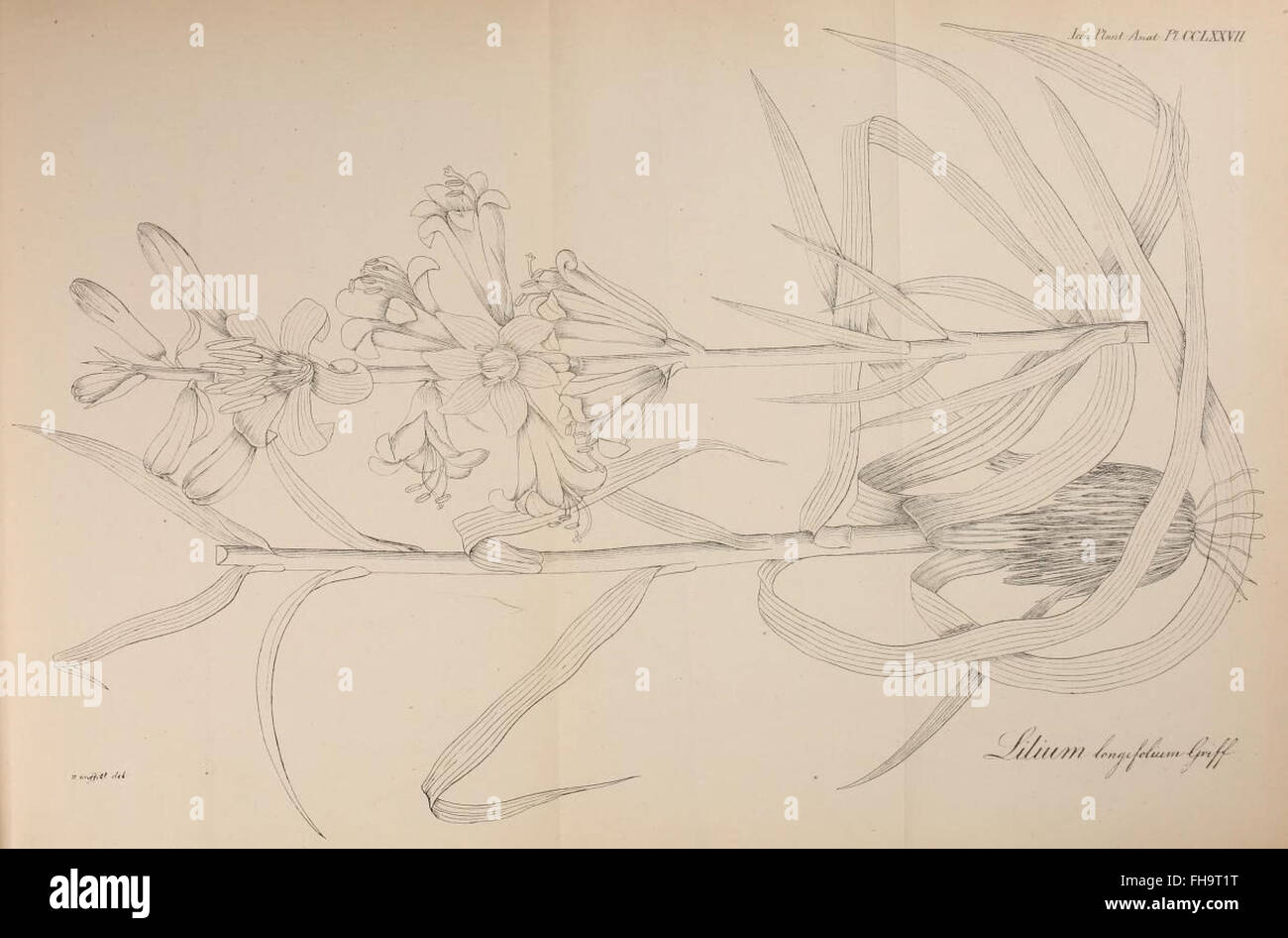 A botanical work depicting the plants of Asia through detailed ...
