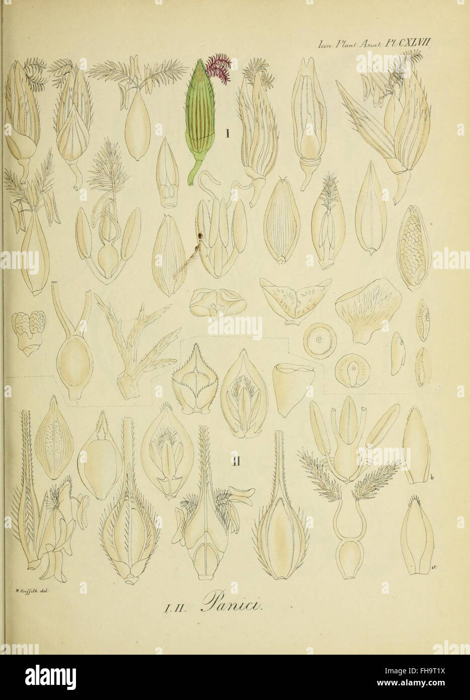 Illustrations of Asian plants, showcasing diverse flora from the ...