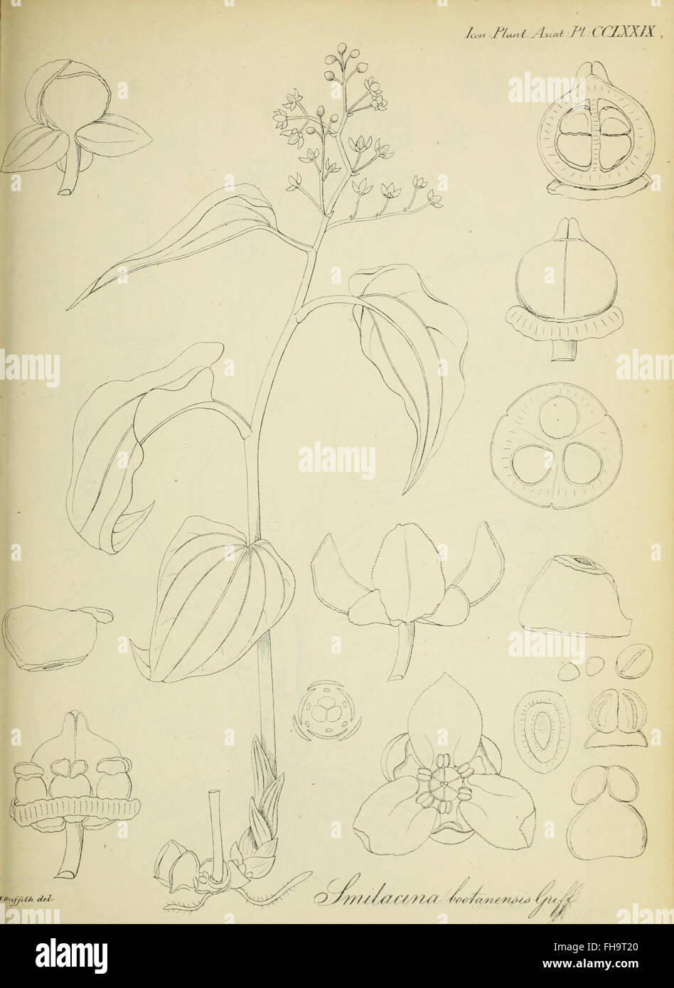 A collection of botanical illustrations featuring Asian plant species ...