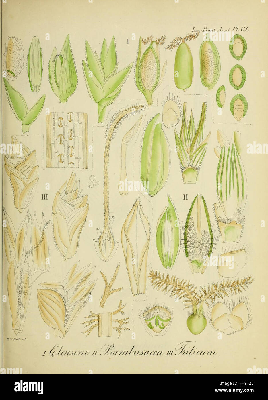 Detailed botanical study of various plants hi-res stock photography and ...