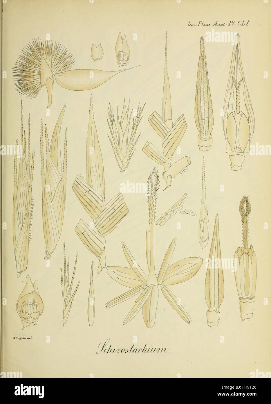 An illustrated botanical work from Harvard University Botany Libraries ...