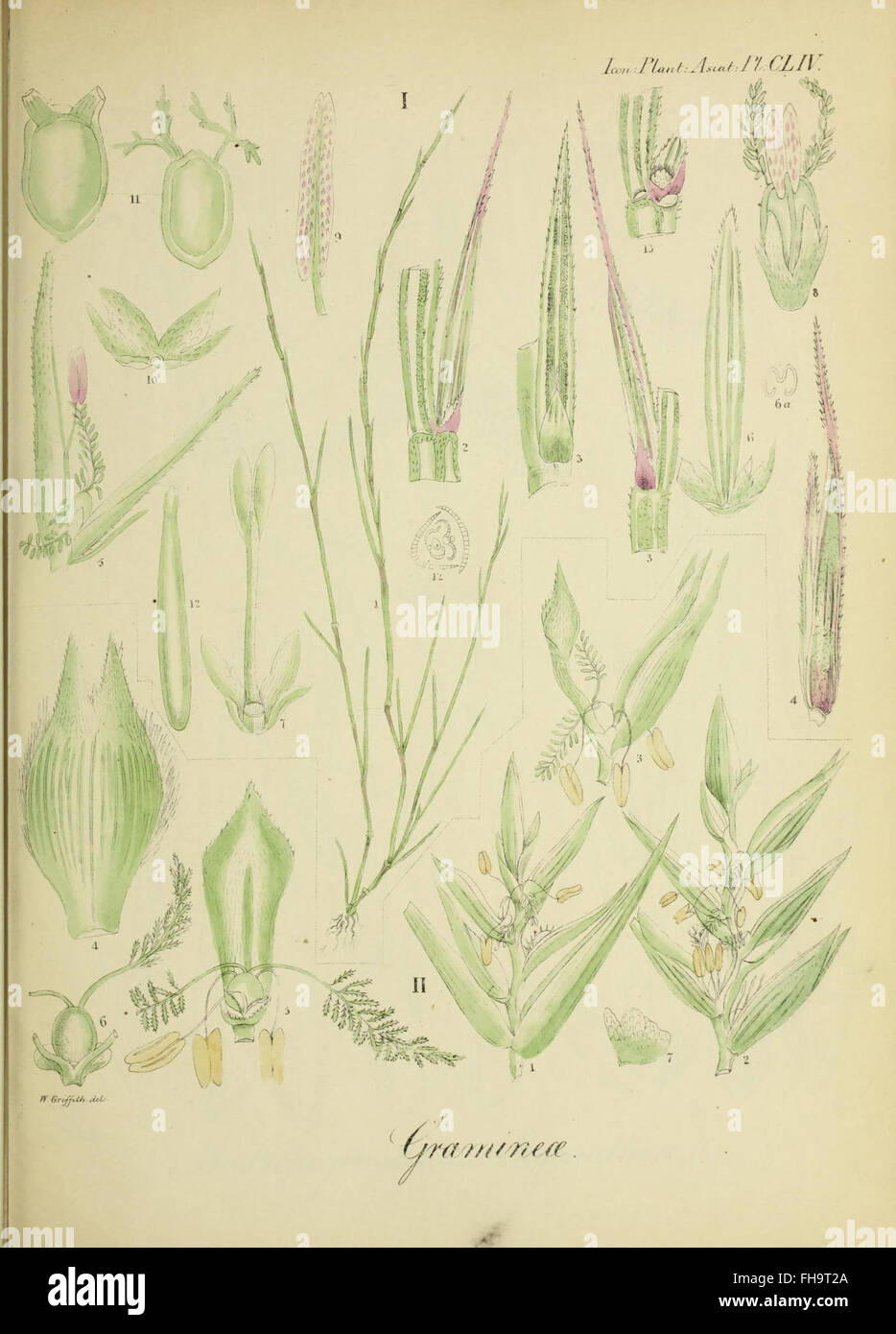 Icones Plantarum Asiaticarum, Asian Botany, Harvard University Botany ...